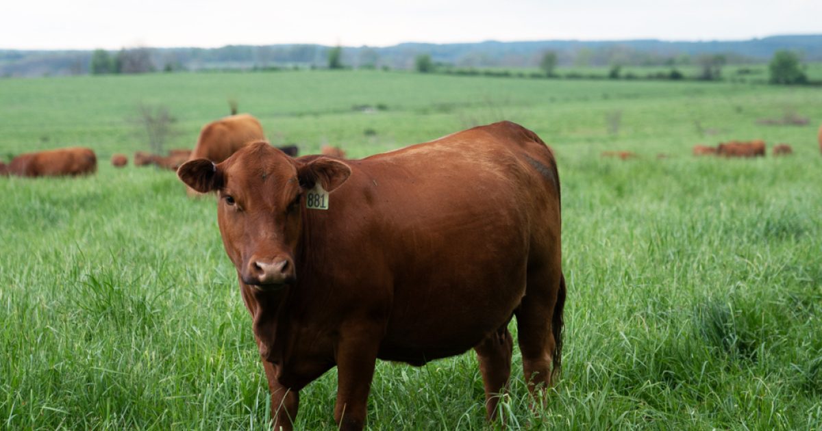 Cypress Valley Meat Company | Humane Full-Service Processing